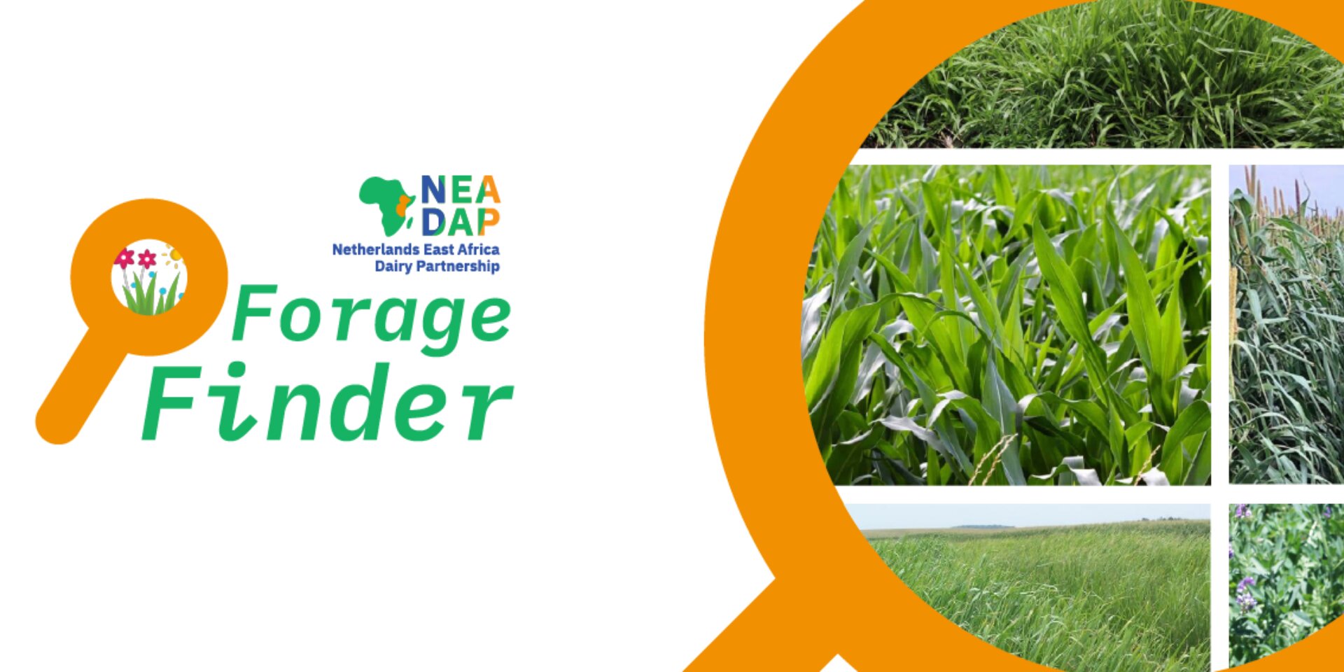 Forage Finder: a list of recommended forage varieties… | NFP Connects