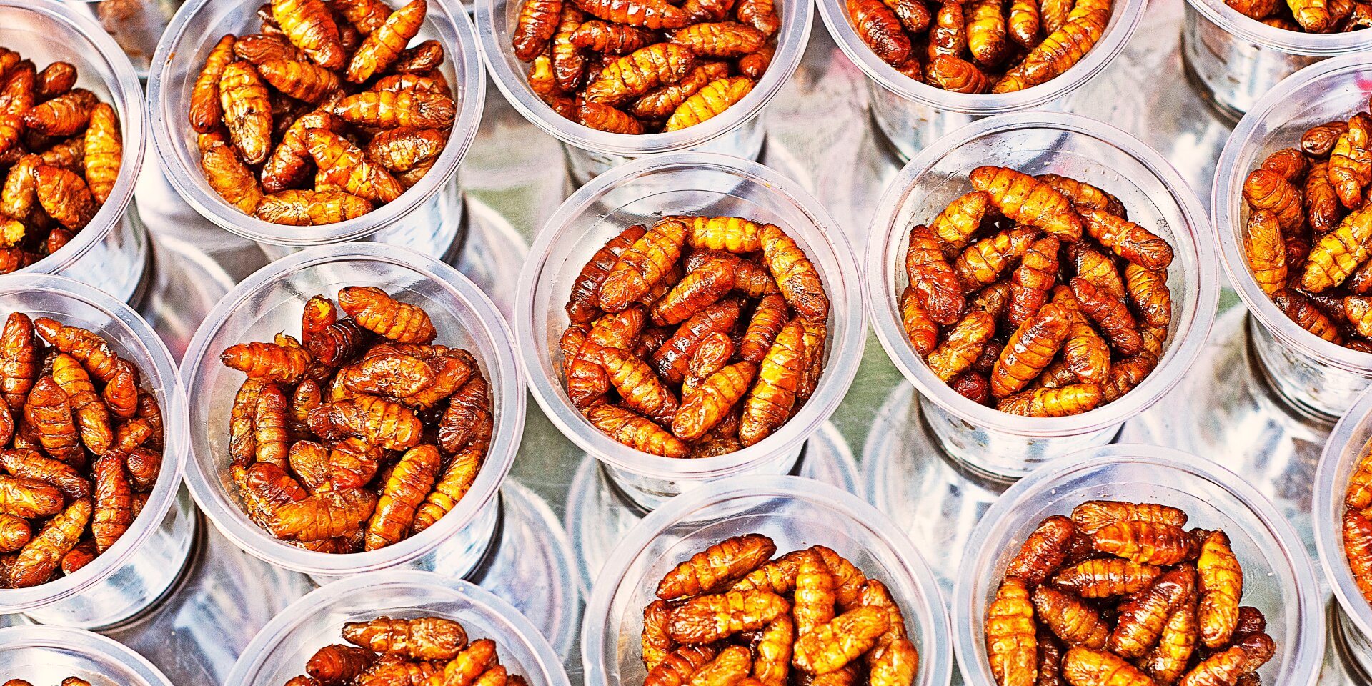 Insect Farming in East Africa: Knowledge Exchange Event | NFP Connects